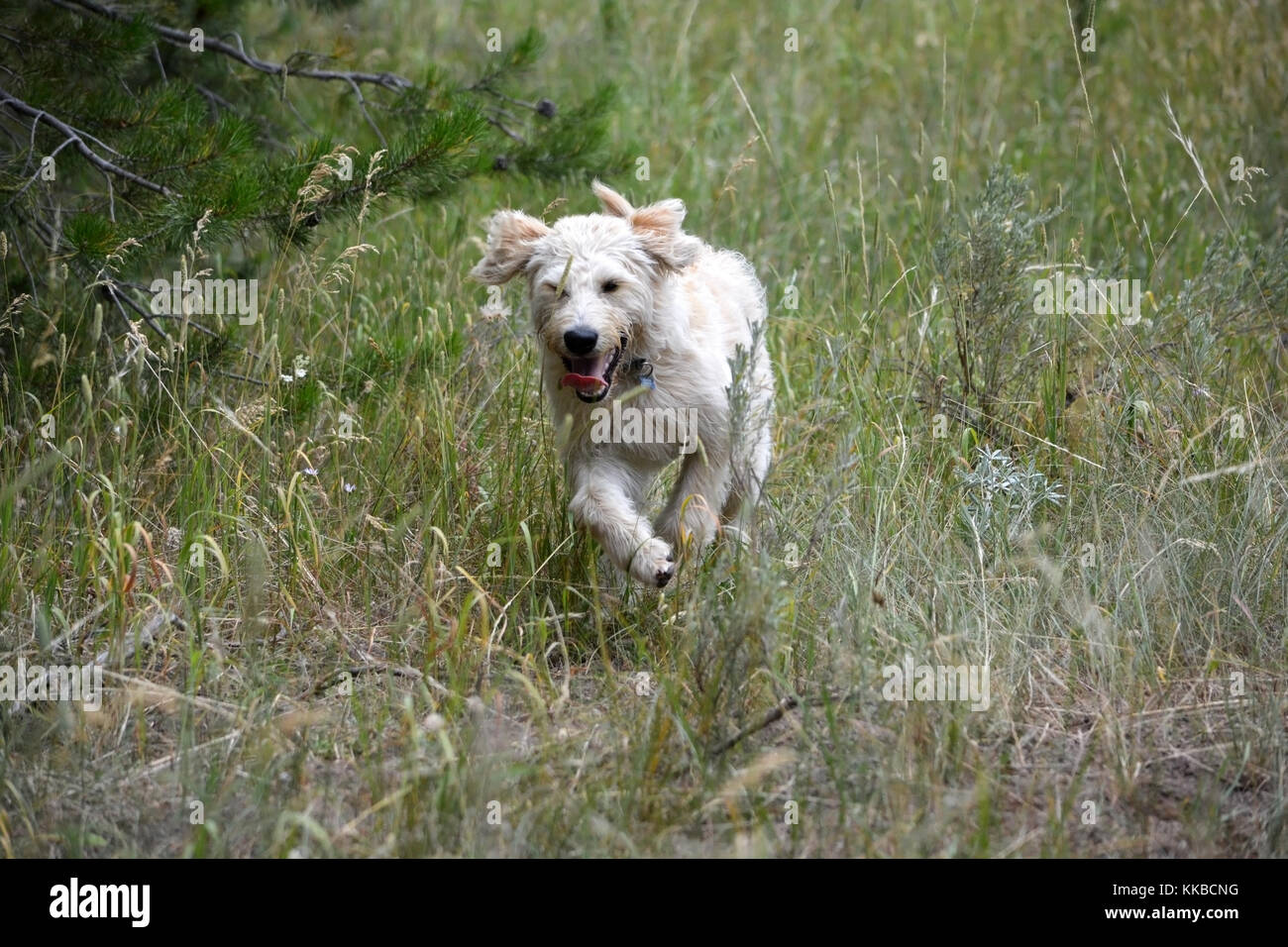Running Labradoodle Puppy Stock Photo - Alamy