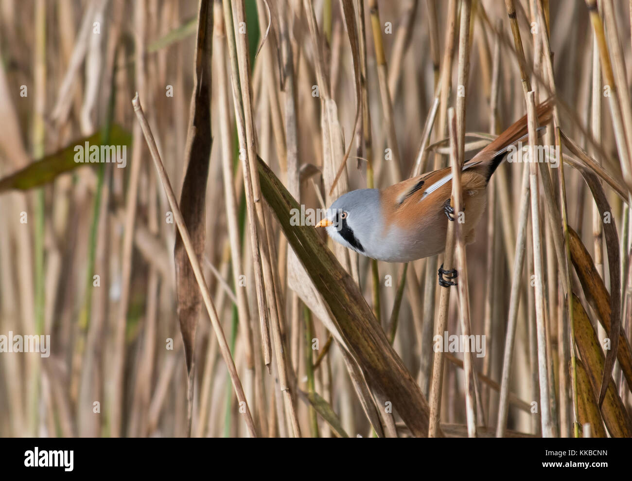 Male Bearded Tit-Panurus biarmicus feeding on Phragmites. Winter. Uk ...