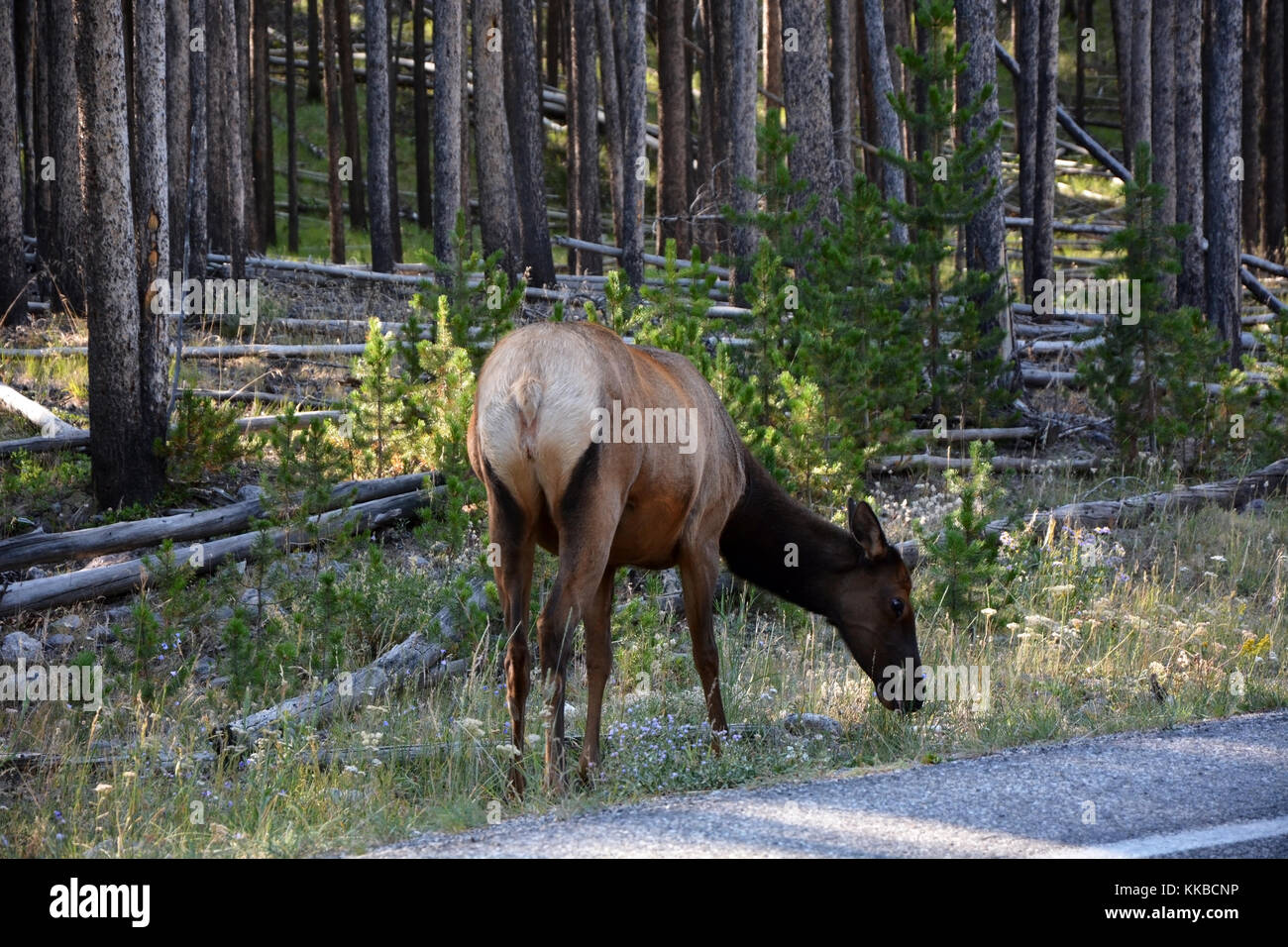 Elk cow in the Yellowstone national park Stock Photo - Alamy