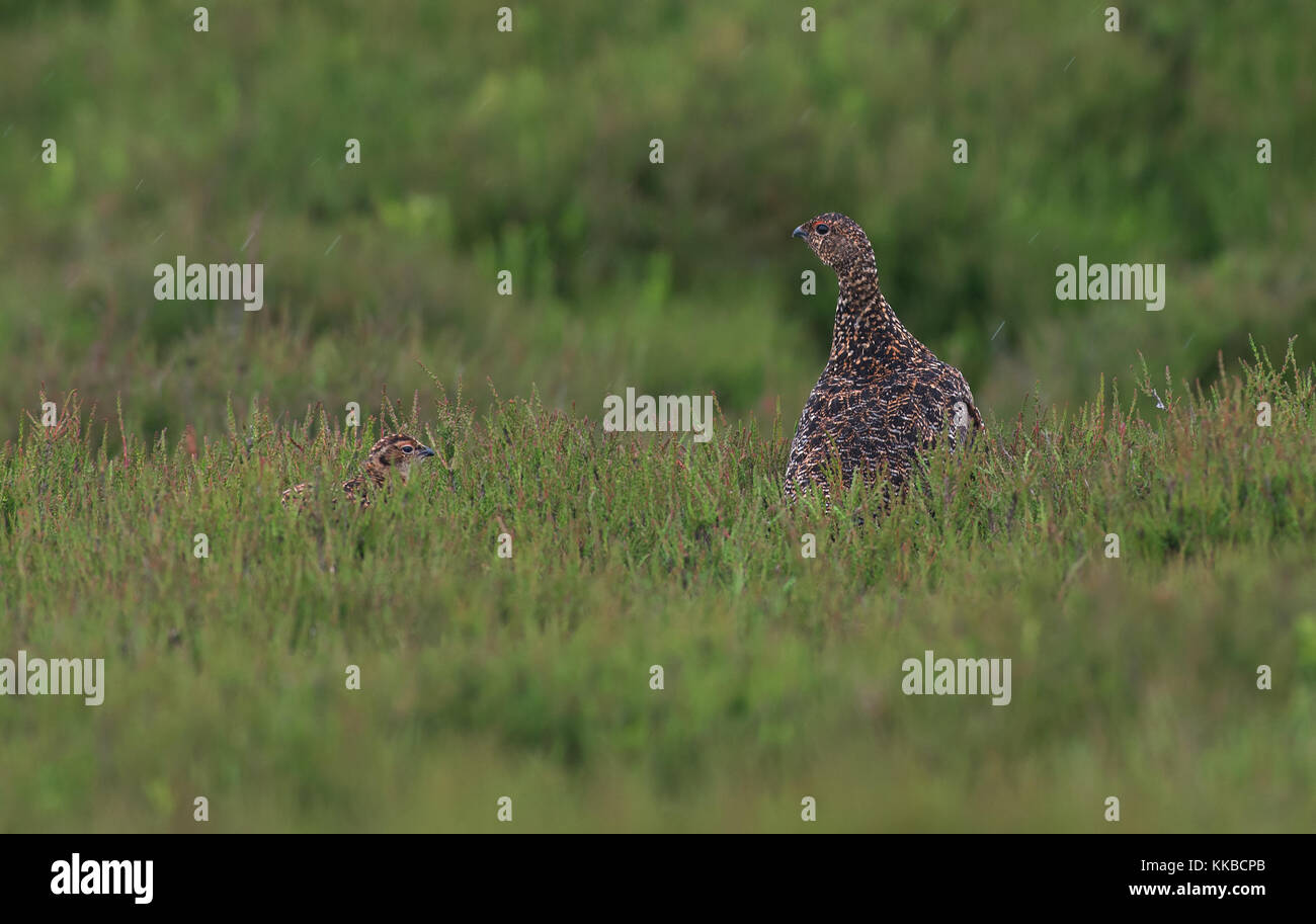 Red grouse chicks uk hi-res stock photography and images - Alamy