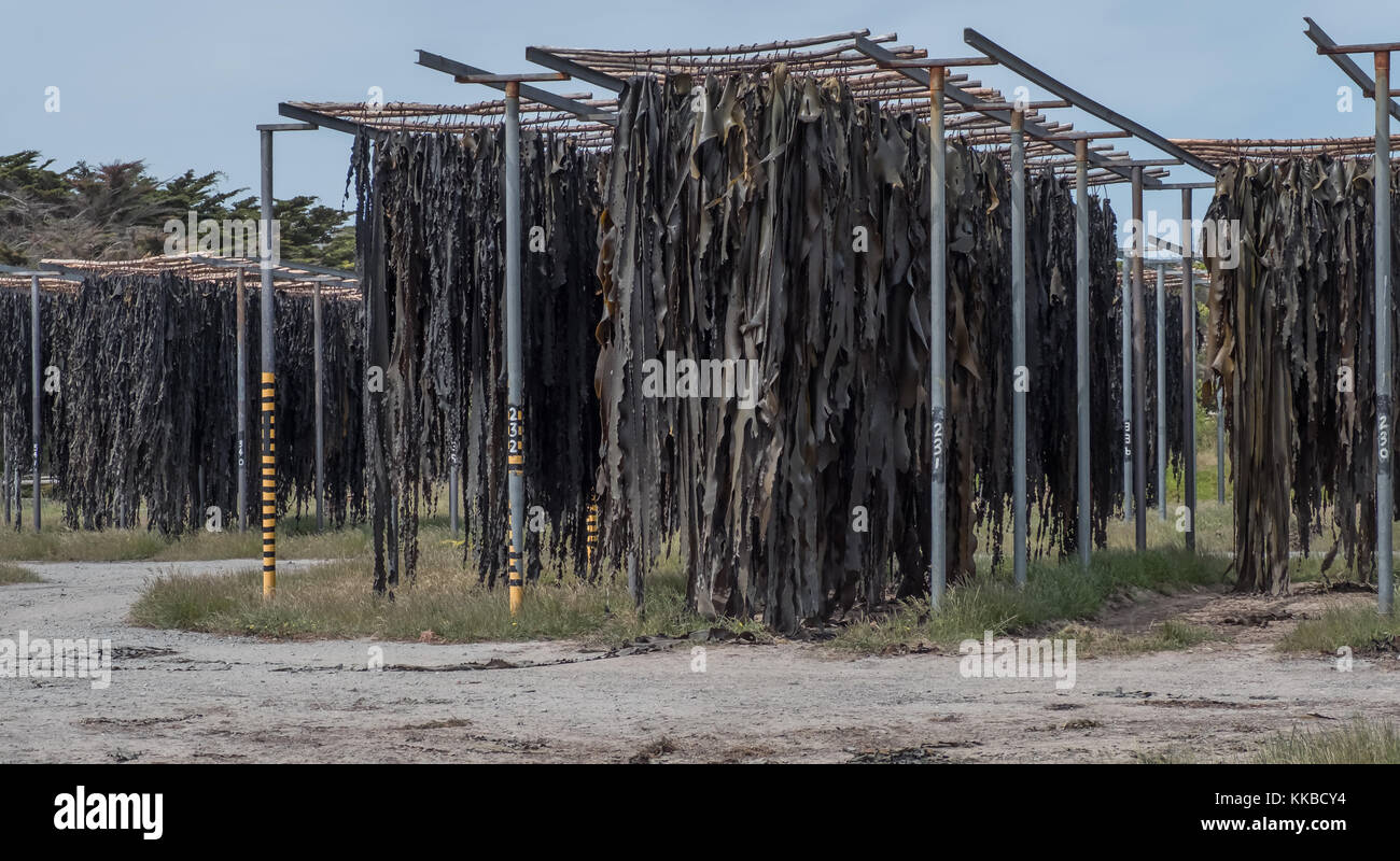 Kelp Drying, Currie, King Island, Tasmania, Australia Stock Photo - Alamy