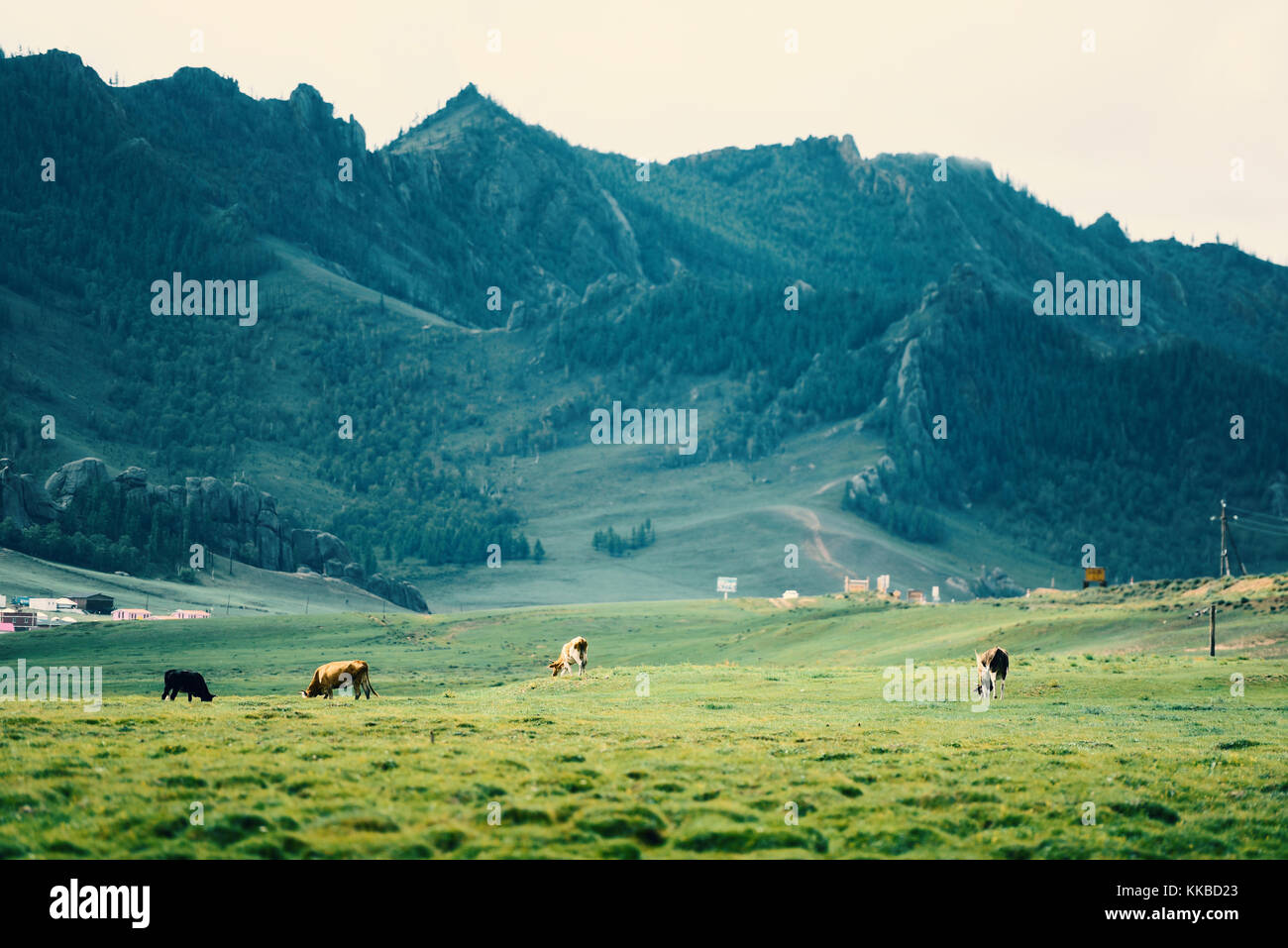Mongolian Mountain Landscape