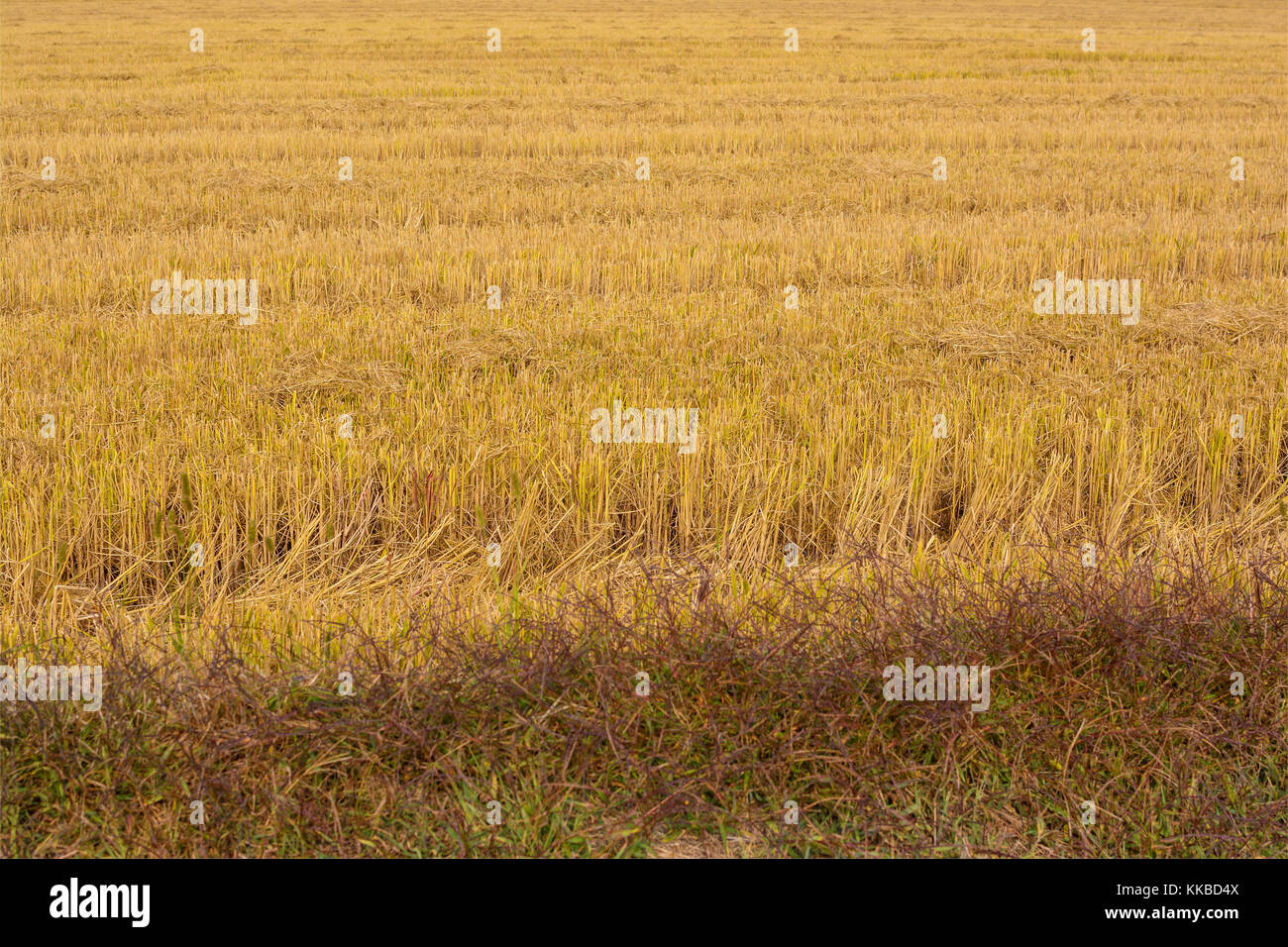 agricultural field to plow, spread of rice for harvesting Stock Photo ...