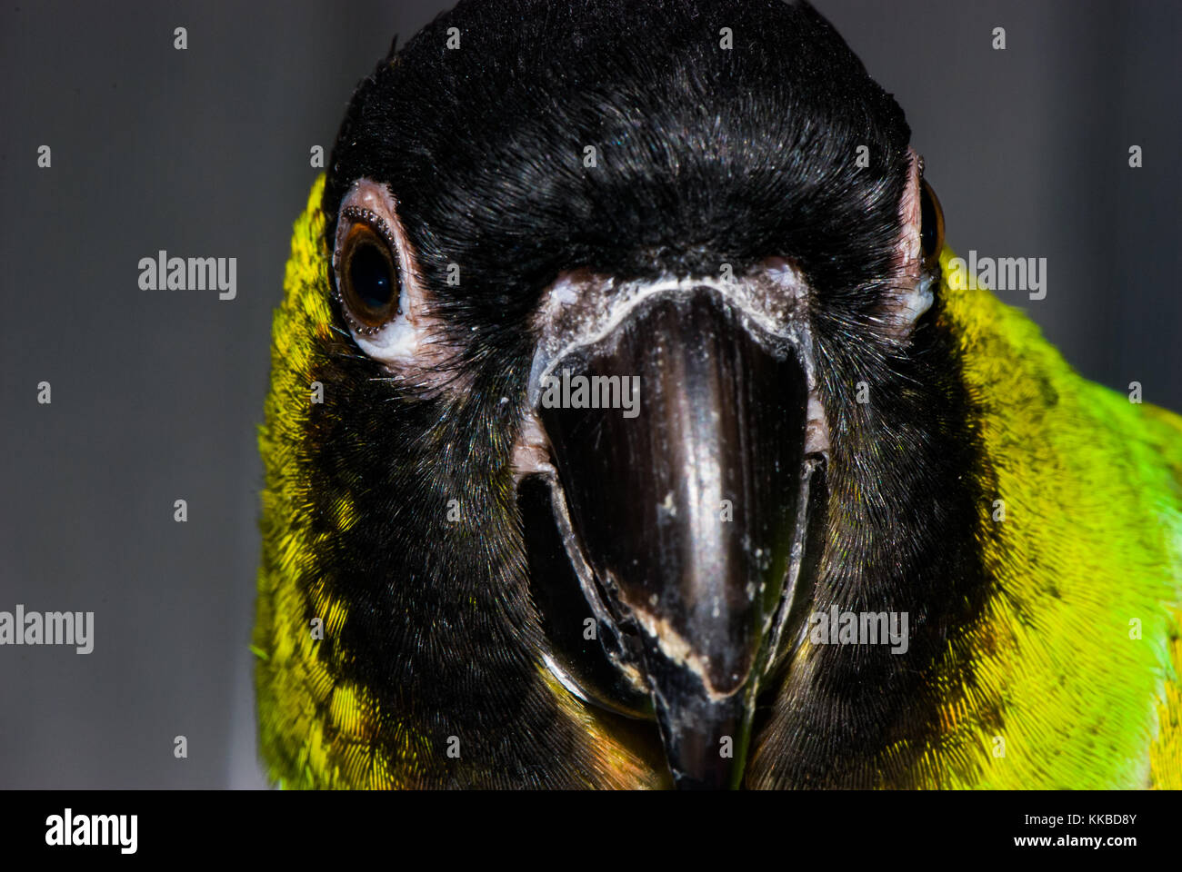 Nandayus nenday parrot portrait Stock Photo - Alamy