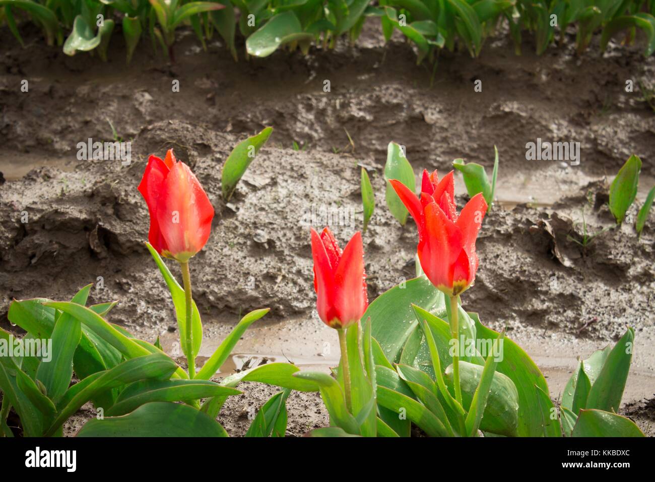Three red tulips Stock Photo - Alamy