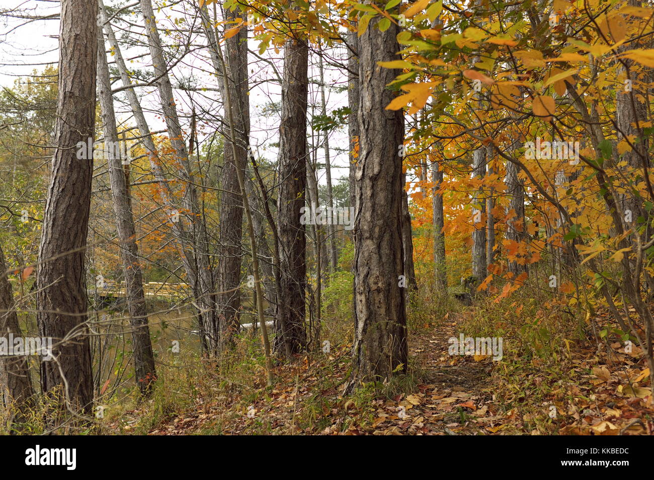 Cleveland metroparks fall leaves hi-res stock photography and images ...