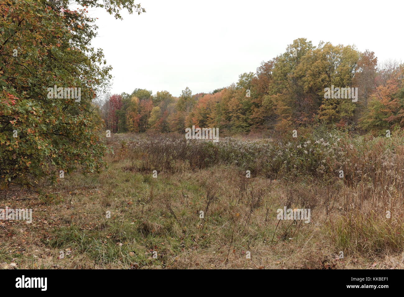 Cleveland metroparks fall leaves hi-res stock photography and images ...