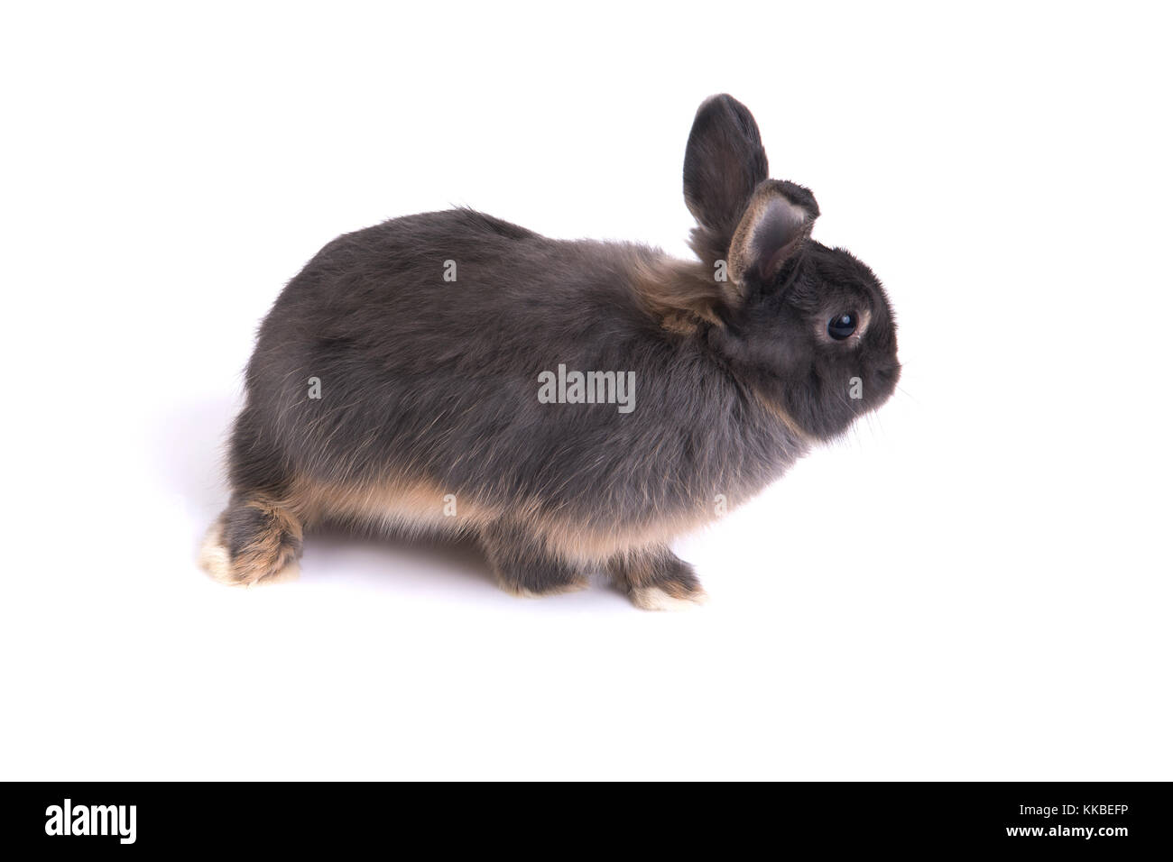 Side view of two tone color netherland dwarf rabbit on white background ...