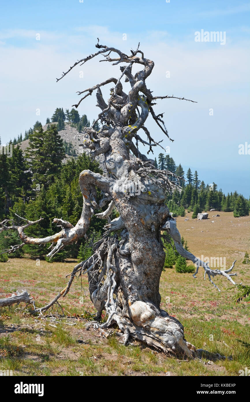 Unique form dead tree Stock Photo - Alamy