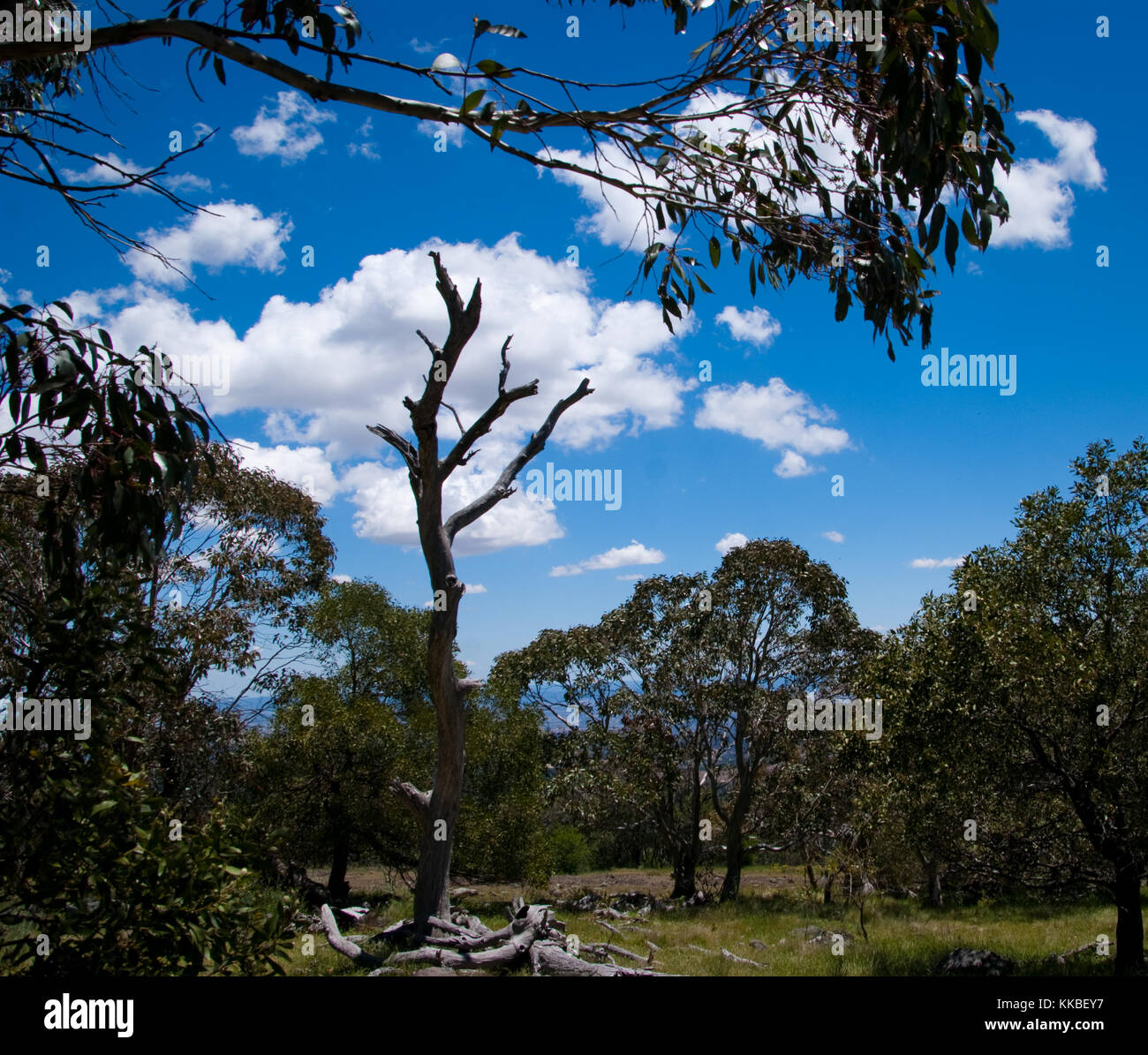Cloud and tree hi-res stock photography and images - Alamy