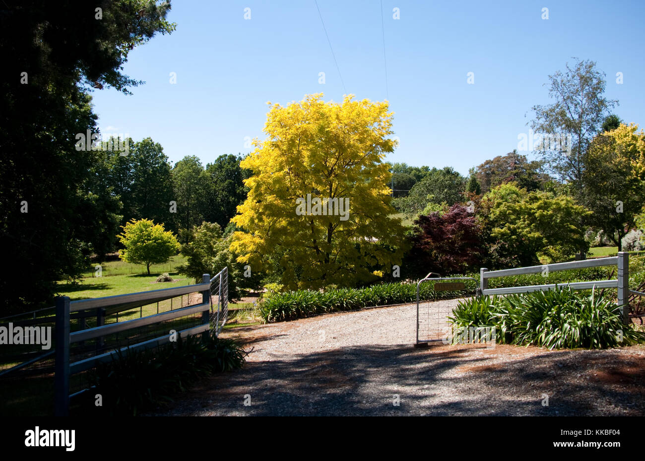 Tree of Color Stock Photo - Alamy