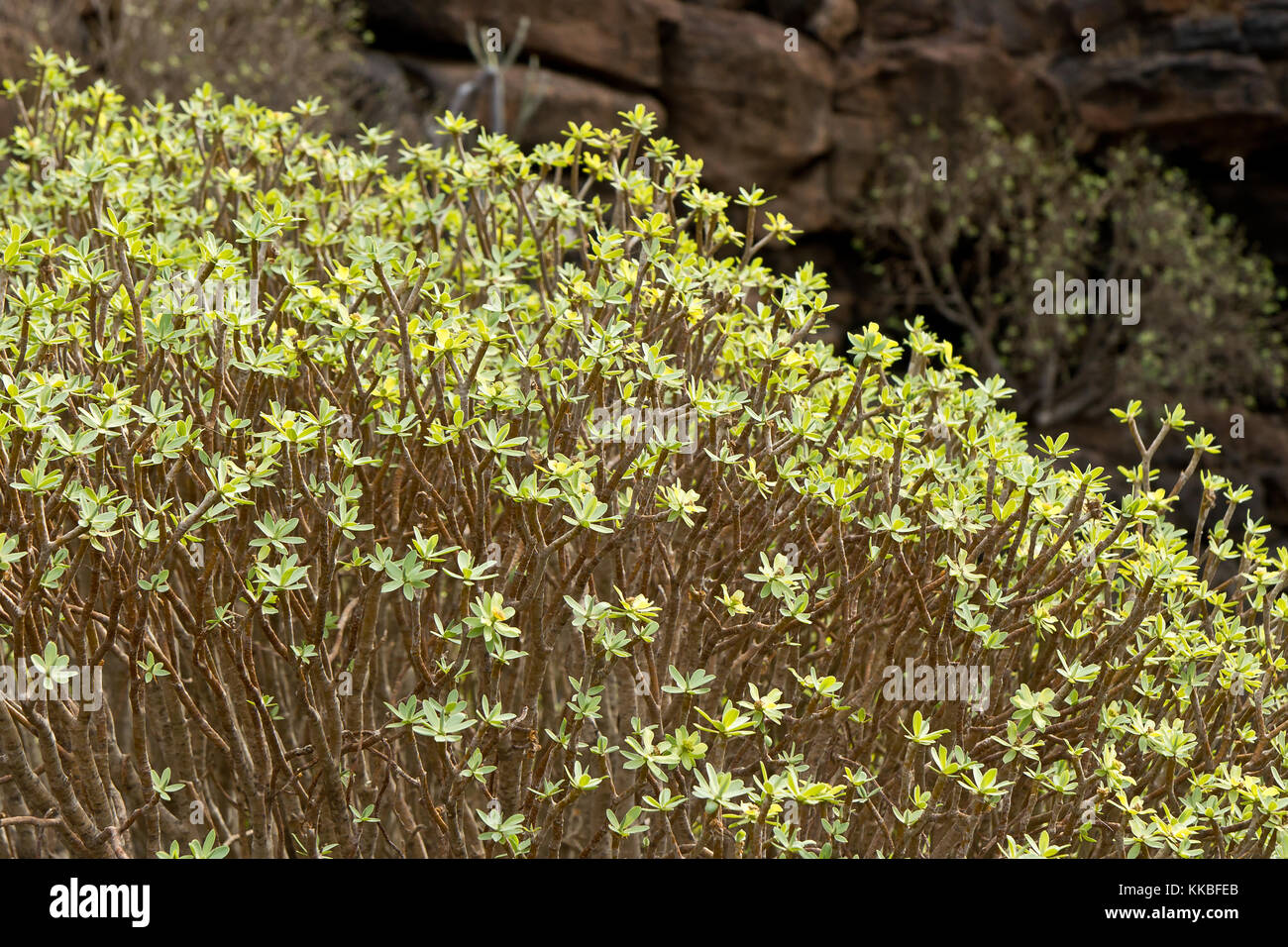 Lanzarote flora hi-res stock photography and images - Alamy