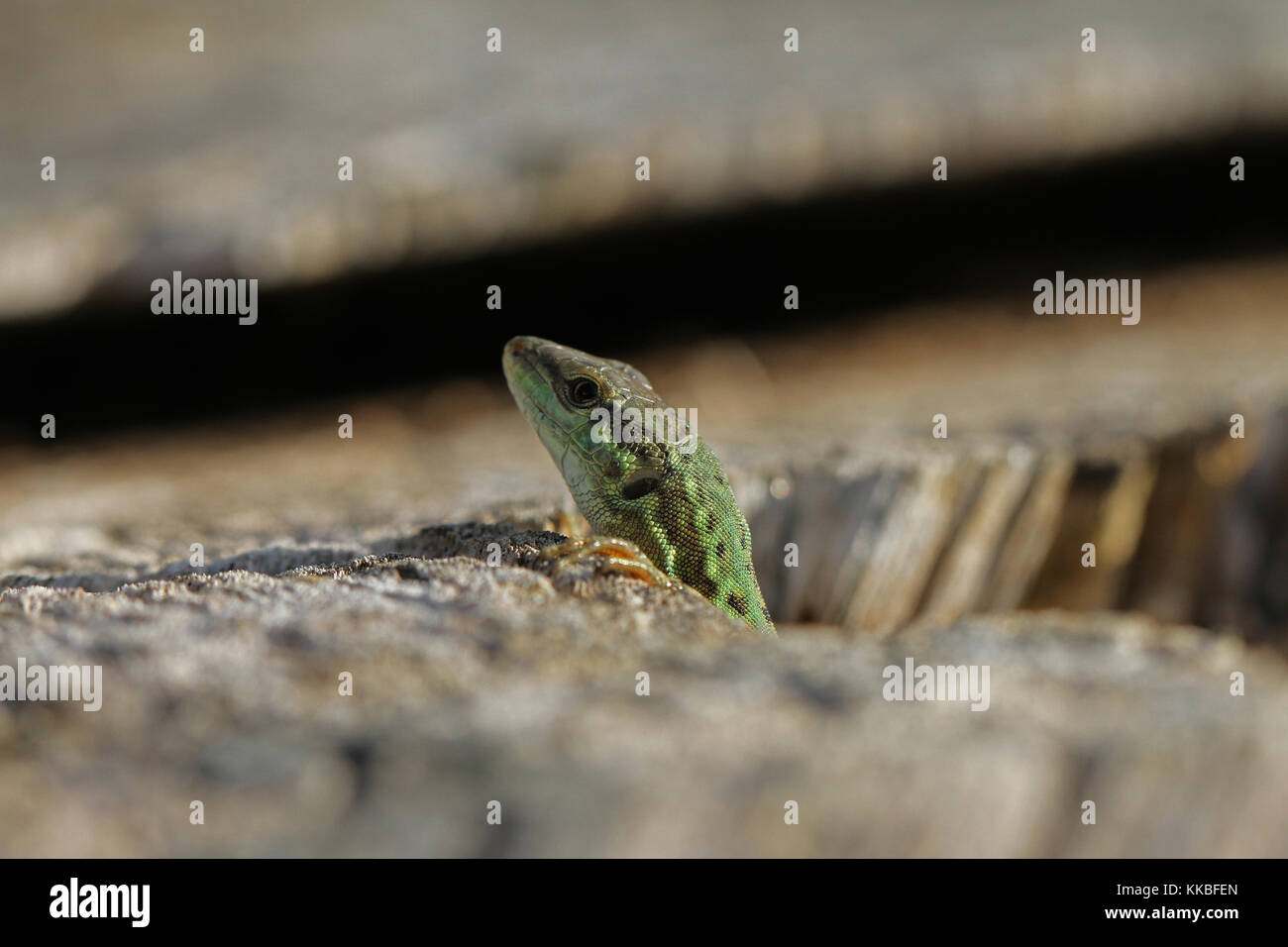 Italian wall lizard bright green and close up climbing through a tree ...
