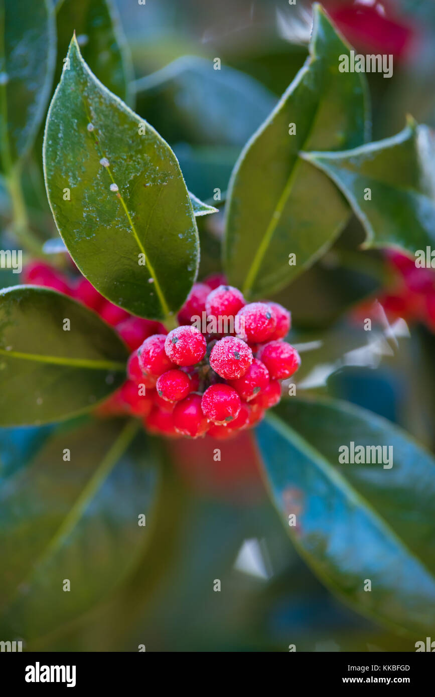 closeup of outdoor holly with frost on its red berries Stock Photo - Alamy