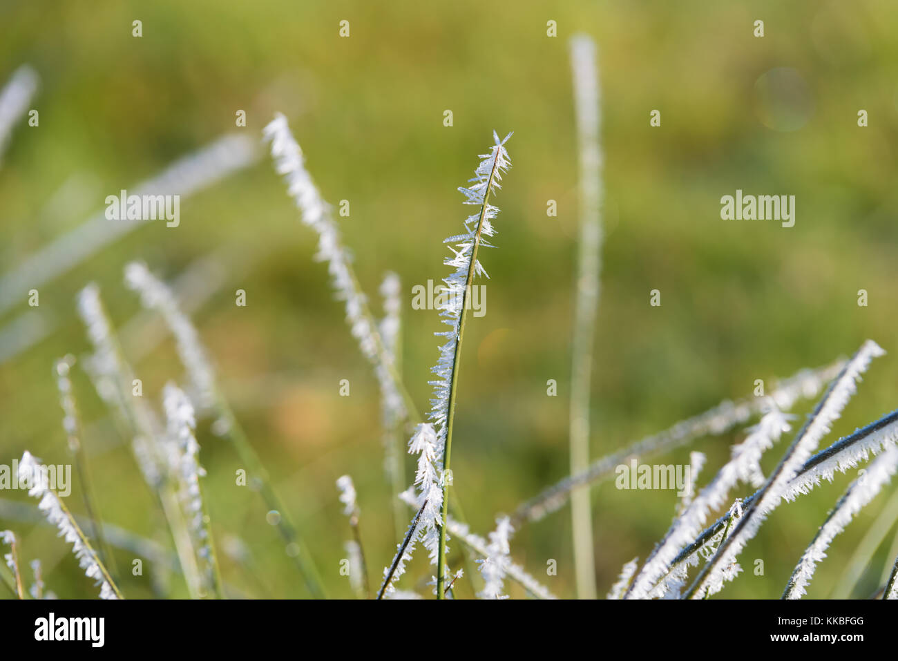 Grass covered with ice hi-res stock photography and images - Alamy