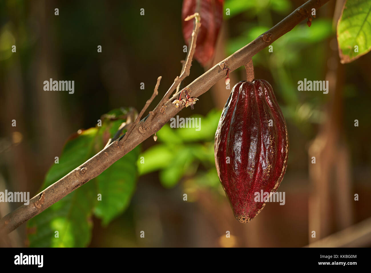 One cacao pod ready for harvest on tree branch blur farm background ...