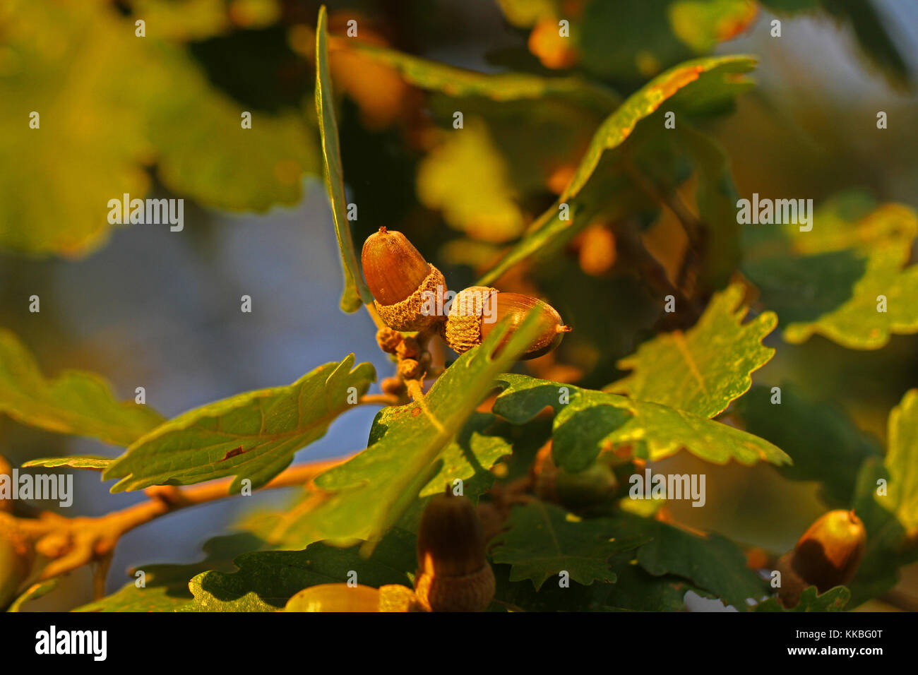 National trail acorn symbol hi-res stock photography and images - Alamy