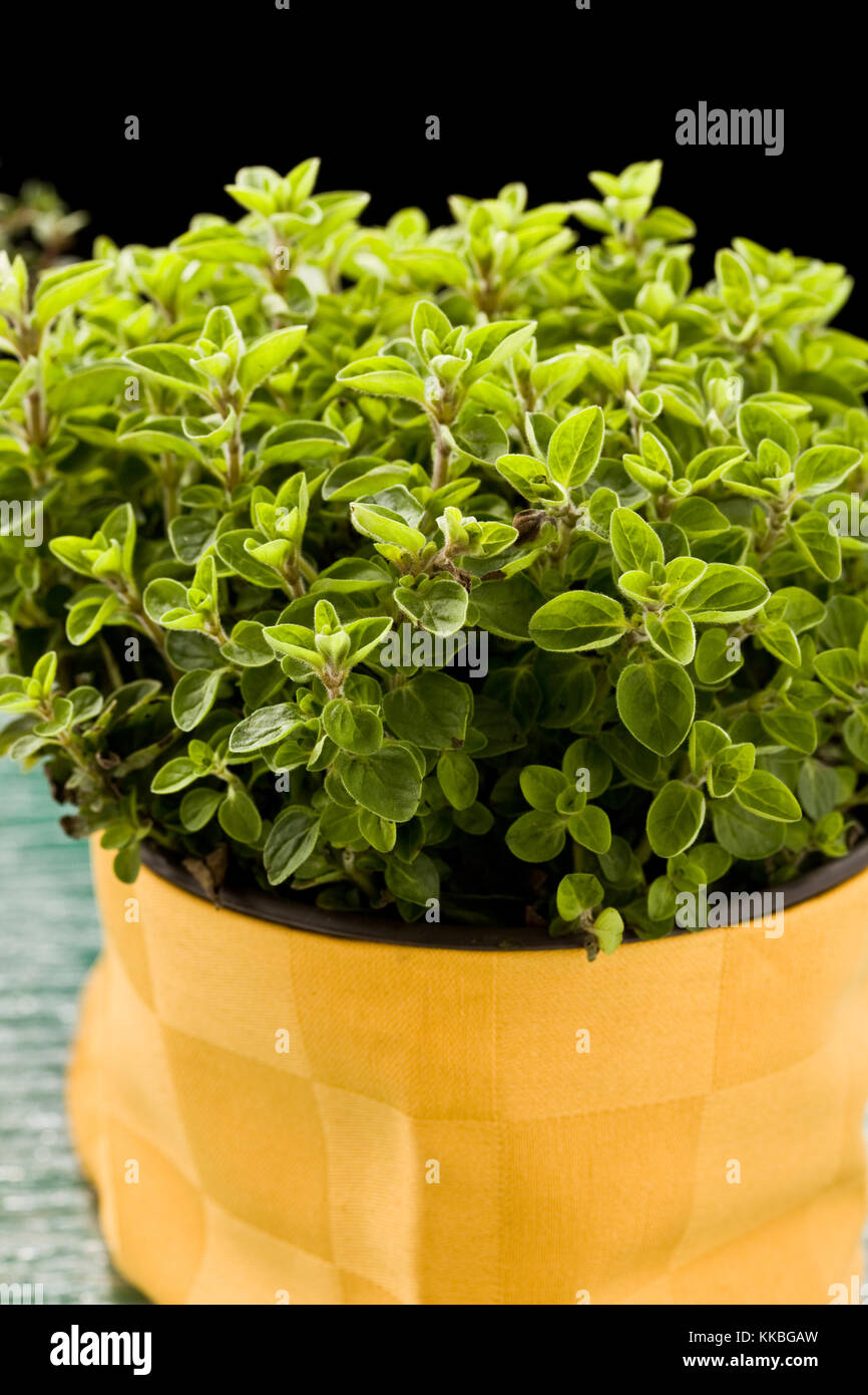 photo of fresh oregano plant on green glass table with yellow cloth ...