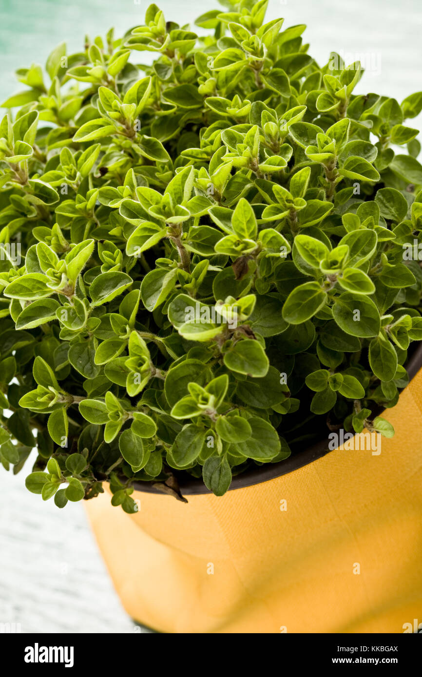 photo of fresh oregano plant on green glass table with yellow cloth ...