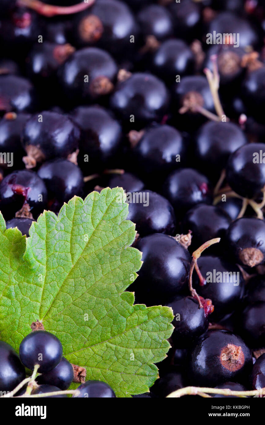 Black currants in the full frame, fruits background Stock Photo - Alamy