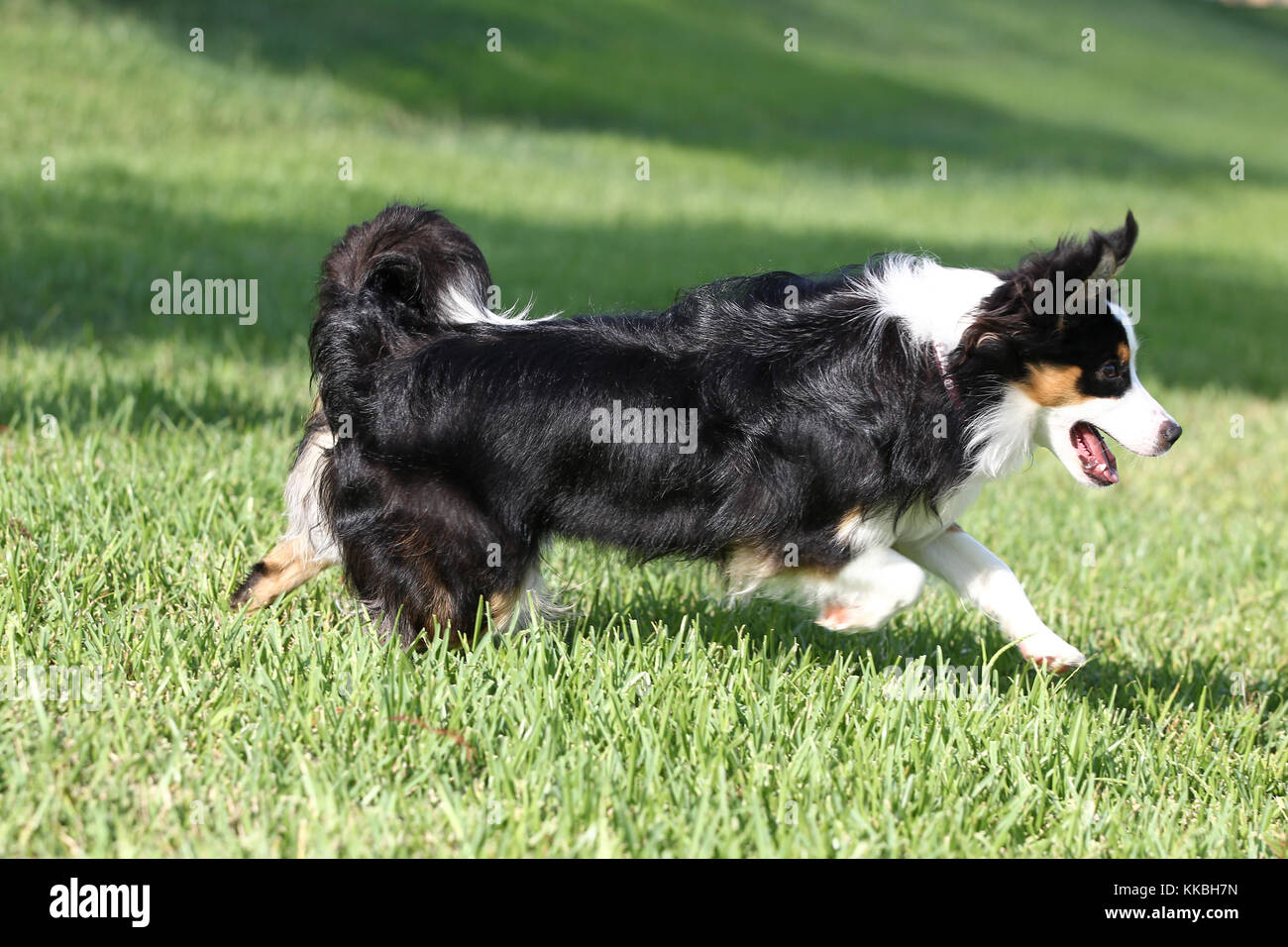 Australian Shepherd And Mini Aussie High Resolution Stock Photography ...