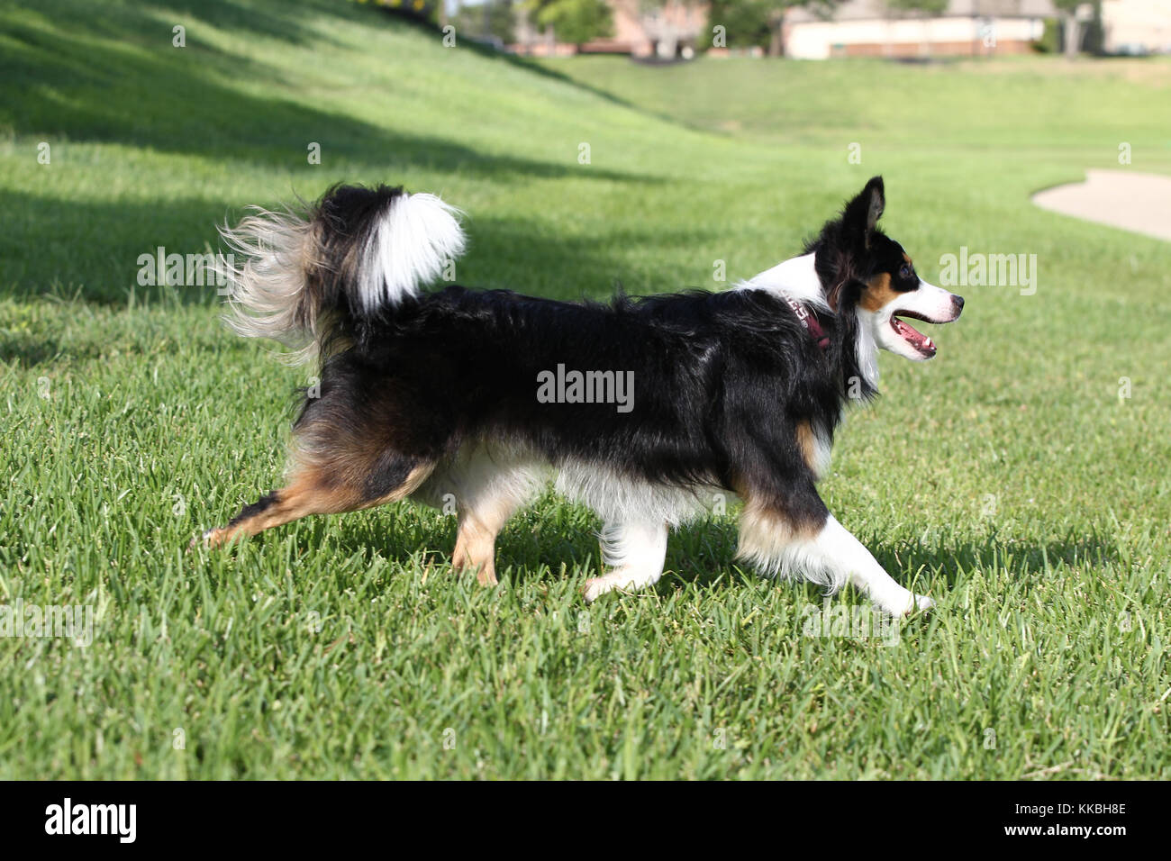 Australian Shepherd And Mini Aussie High Resolution Stock Photography ...