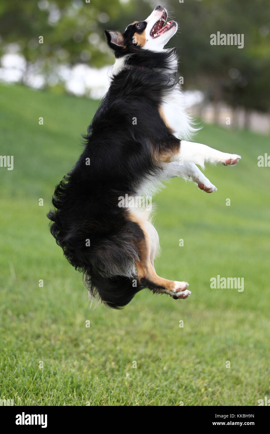 Leaping australian shepherd hi-res stock photography and images - Alamy