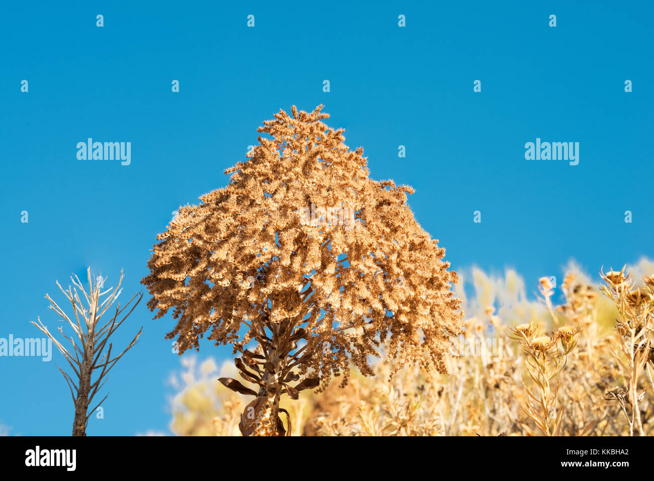 Seed head of the giant houseleek, Aeonium urbicum, near Arguayo ...