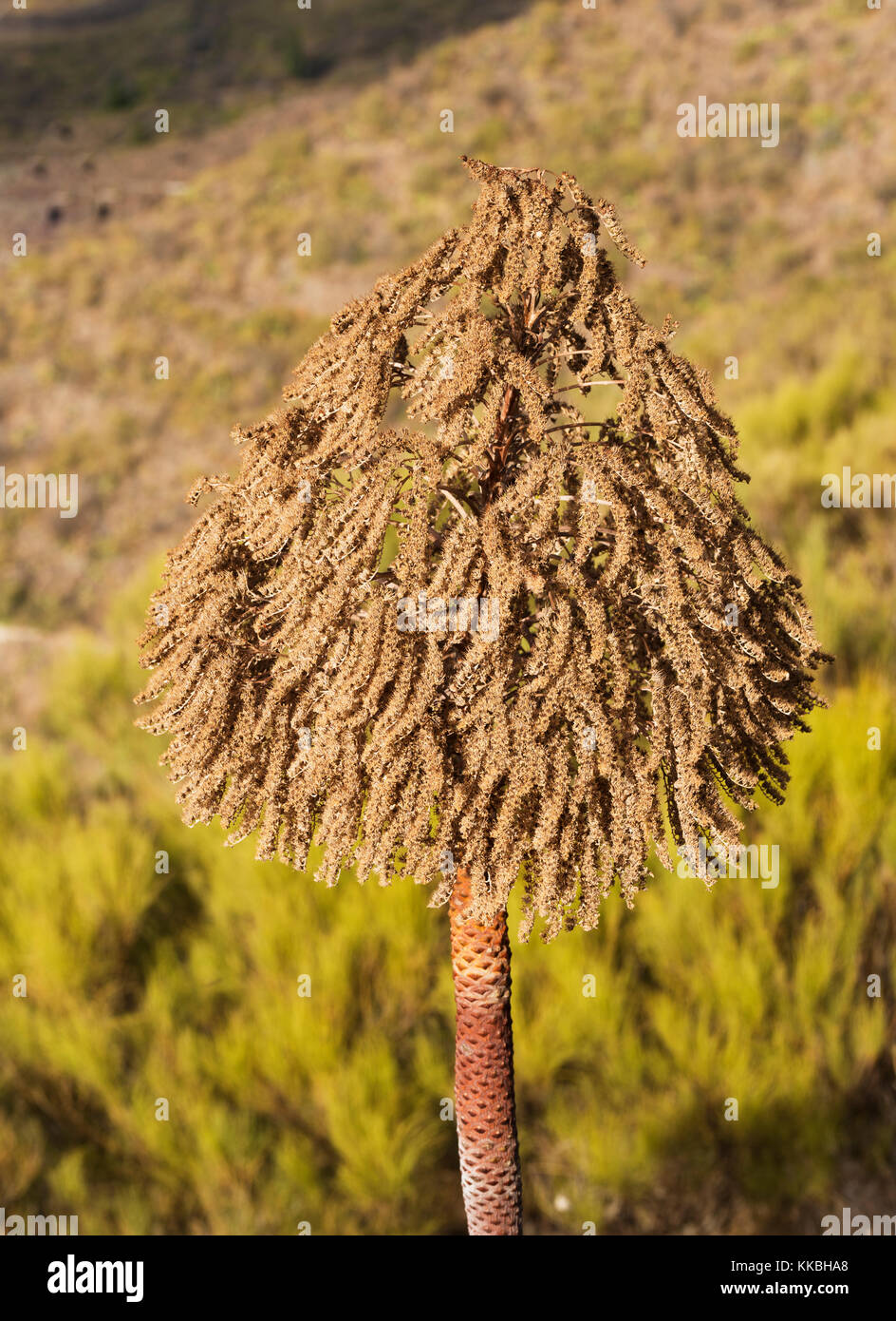Seed head of the giant houseleek, Aeonium urbicum, near Arguayo ...