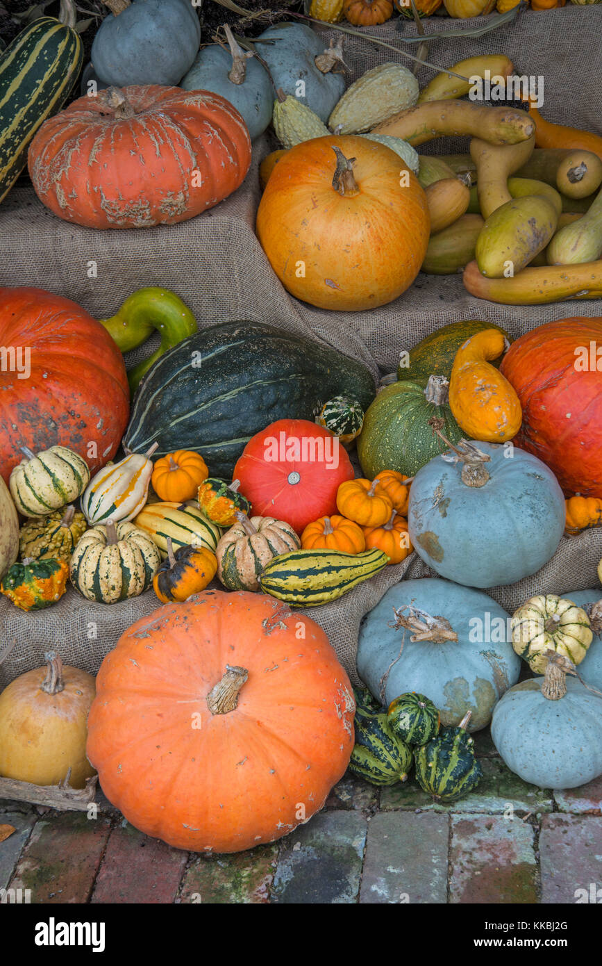 Pumpkin squash display hi-res stock photography and images - Alamy