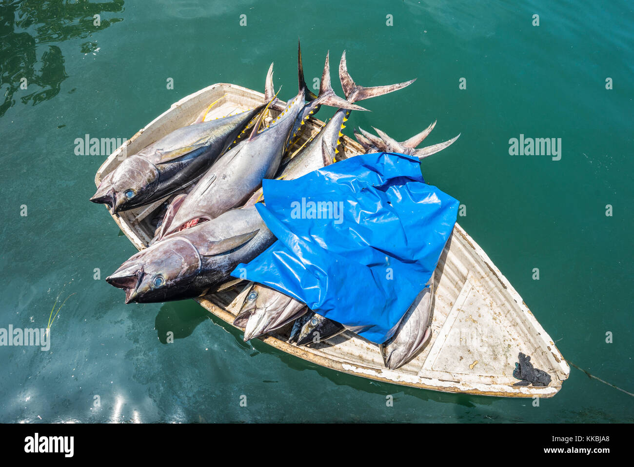 Tuna fresh fish in a small boat on the water for sale at Fish market in ...