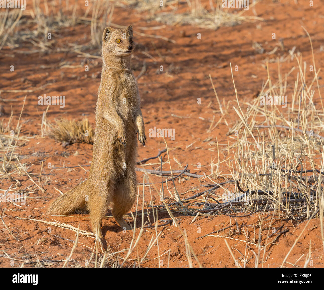 A yellow mongoose in the Kgalagadi Transfrontier Park, situated in the ...