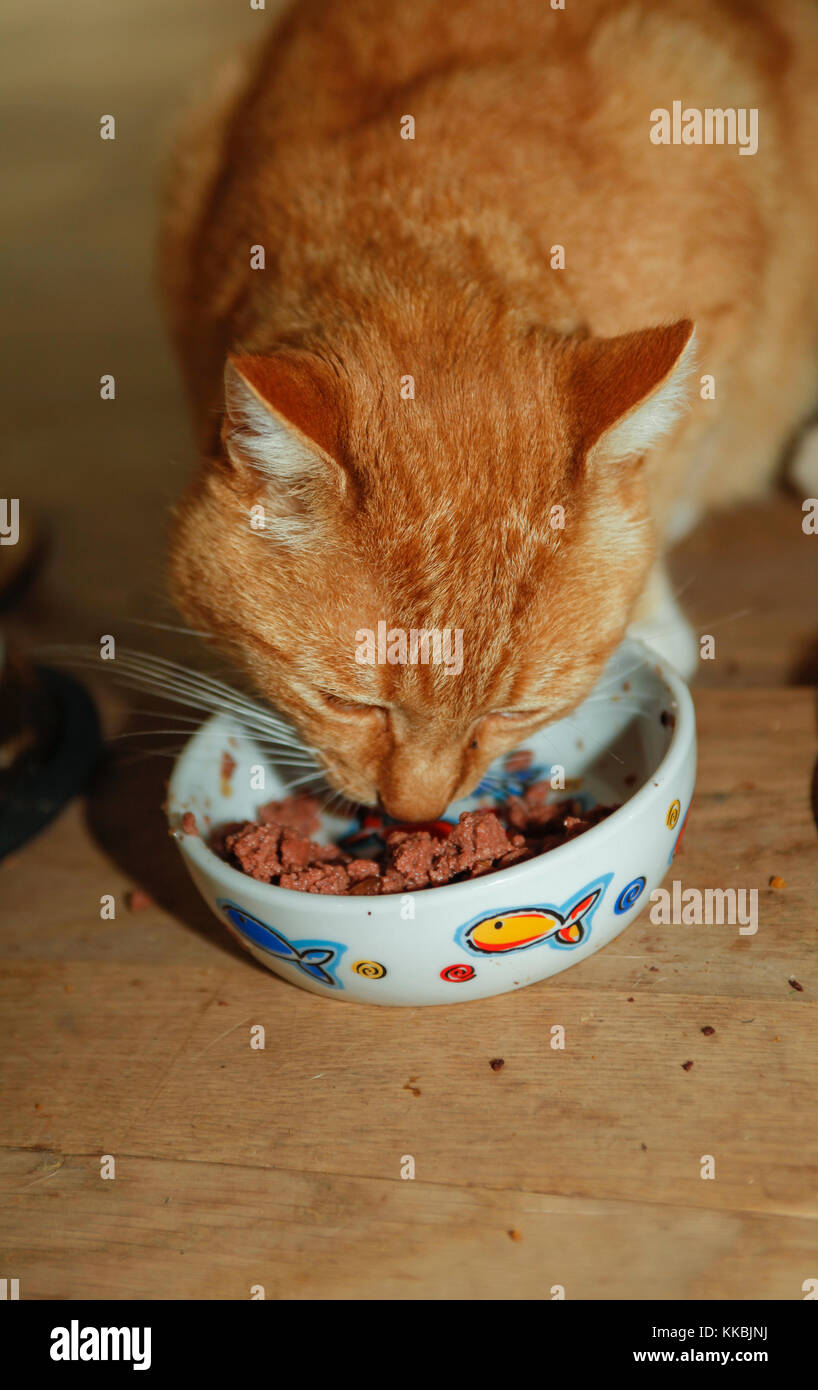 Ginger cat eating meat from bowl Stock Photo - Alamy