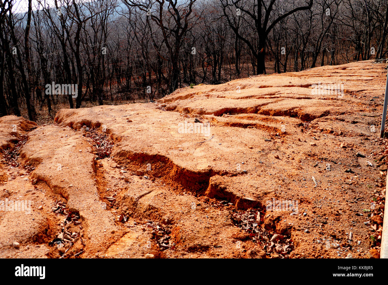 Forest soil erosion hi-res stock photography and images - Alamy