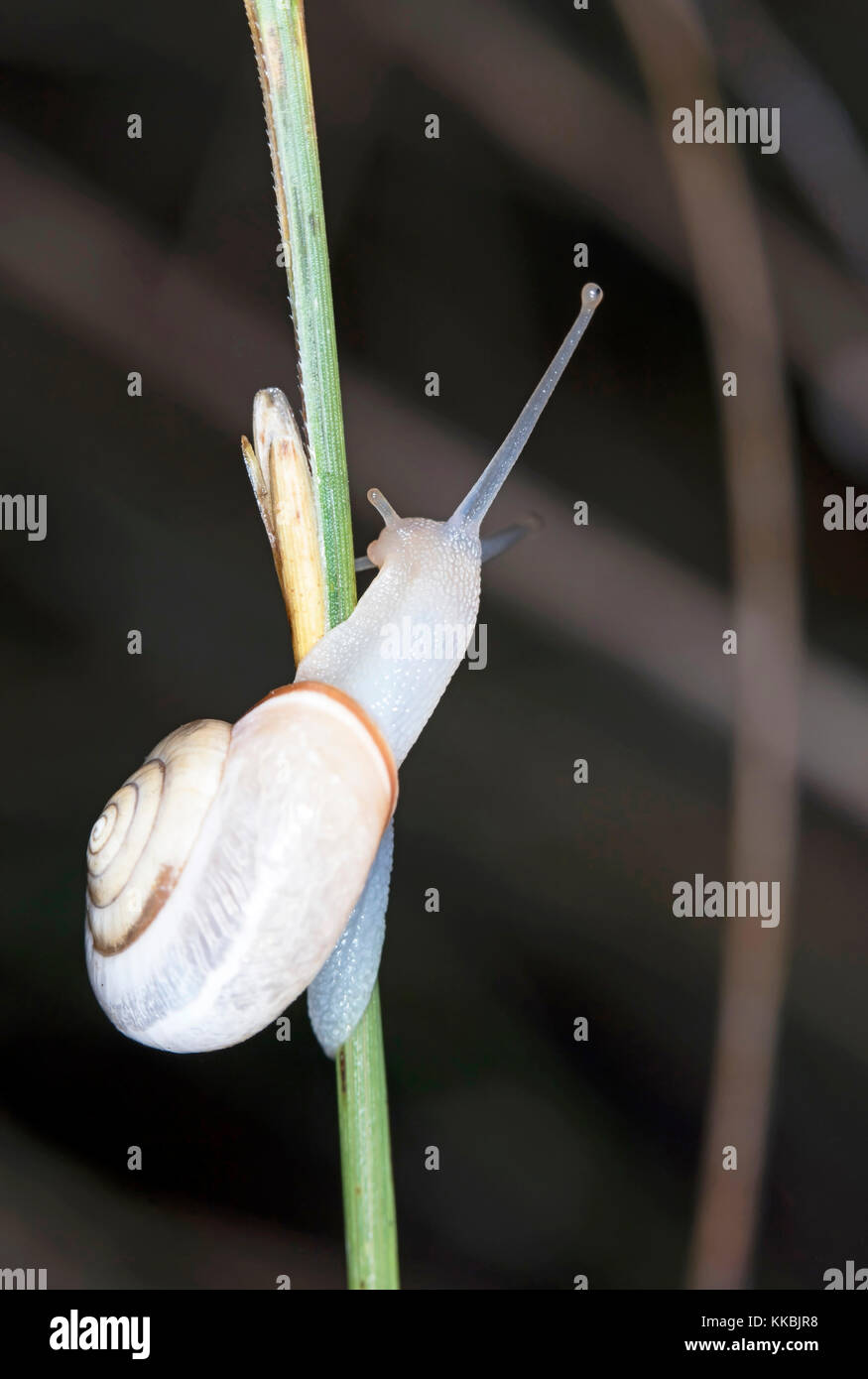 Mucus insects hi-res stock photography and images - Alamy