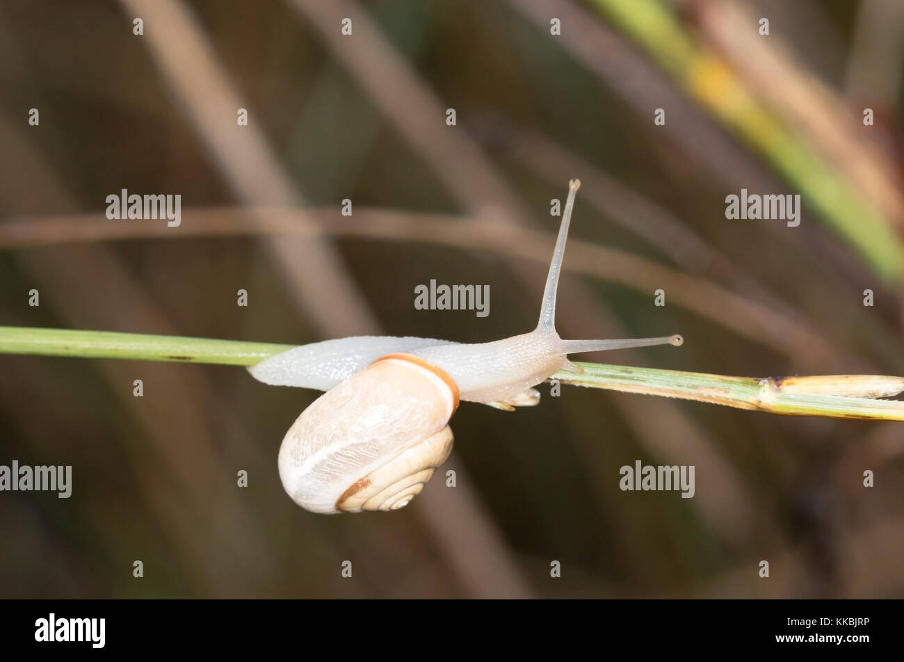 Mucus insects hi-res stock photography and images - Alamy