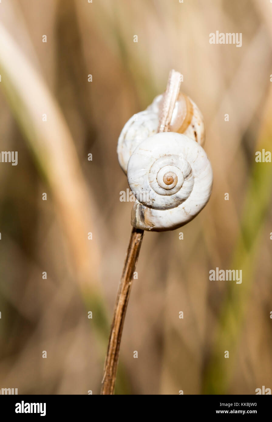 Mucus insects hi-res stock photography and images - Alamy