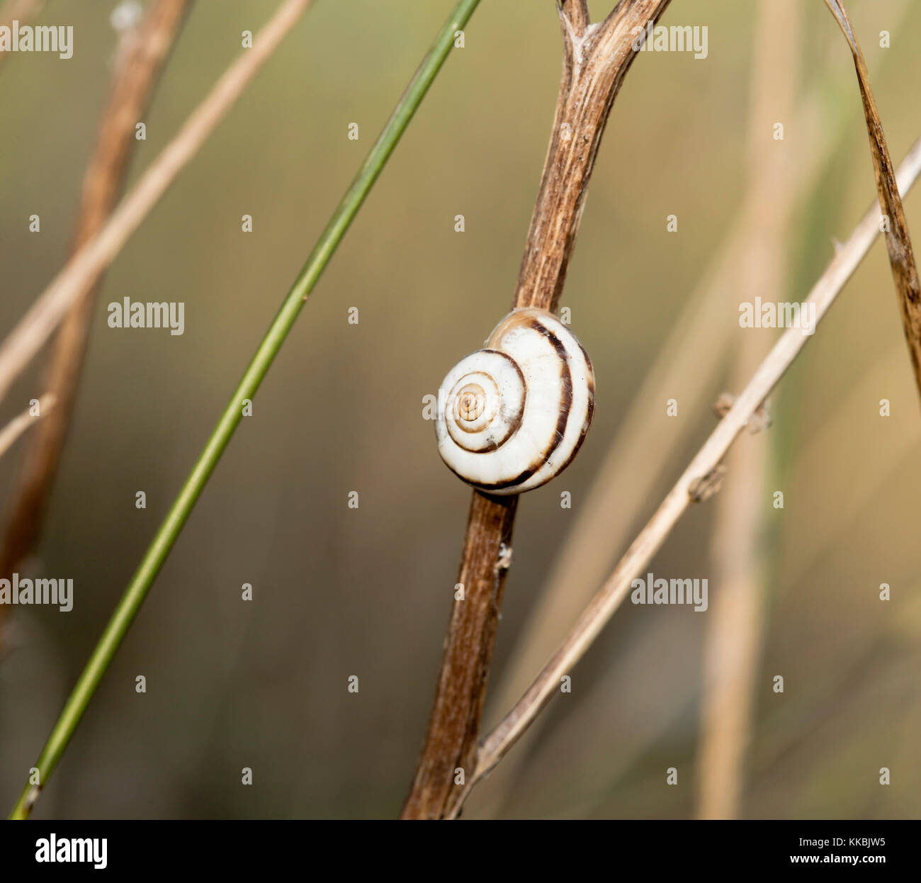Mucus insects hi-res stock photography and images - Alamy