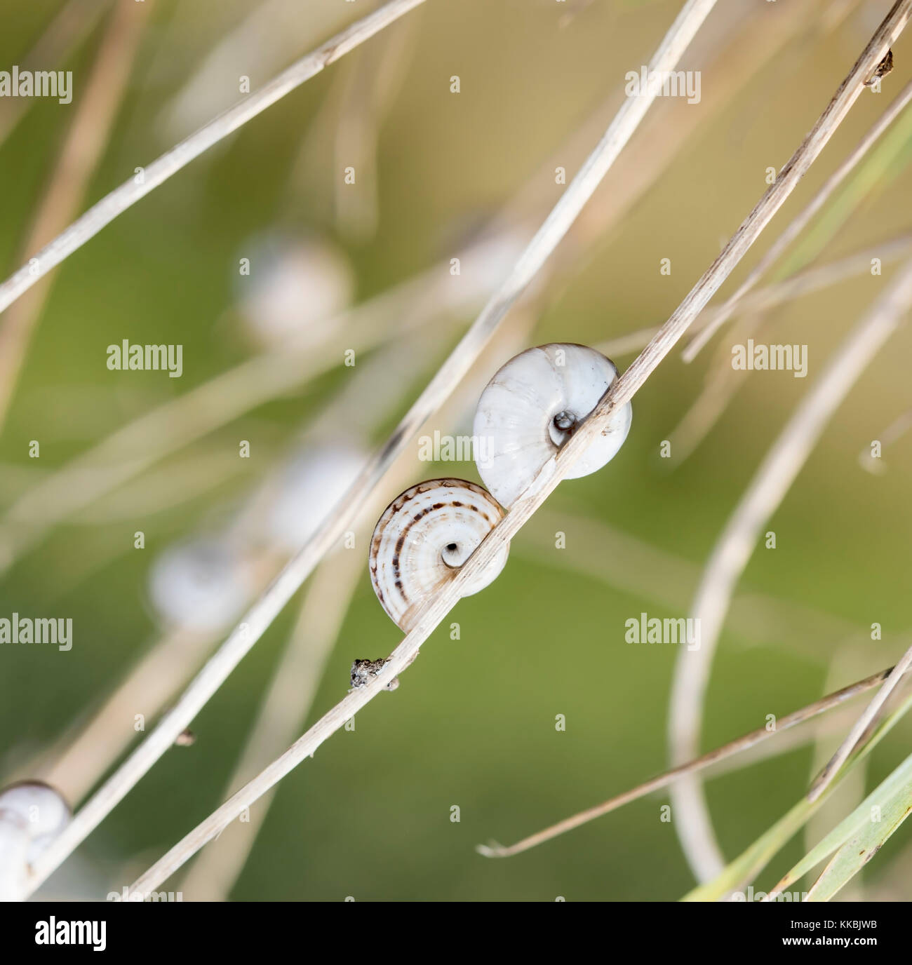 Mucus insects hi-res stock photography and images - Alamy