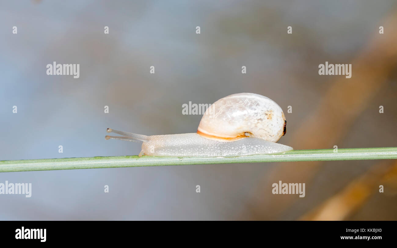 Mucus insects hi-res stock photography and images - Alamy