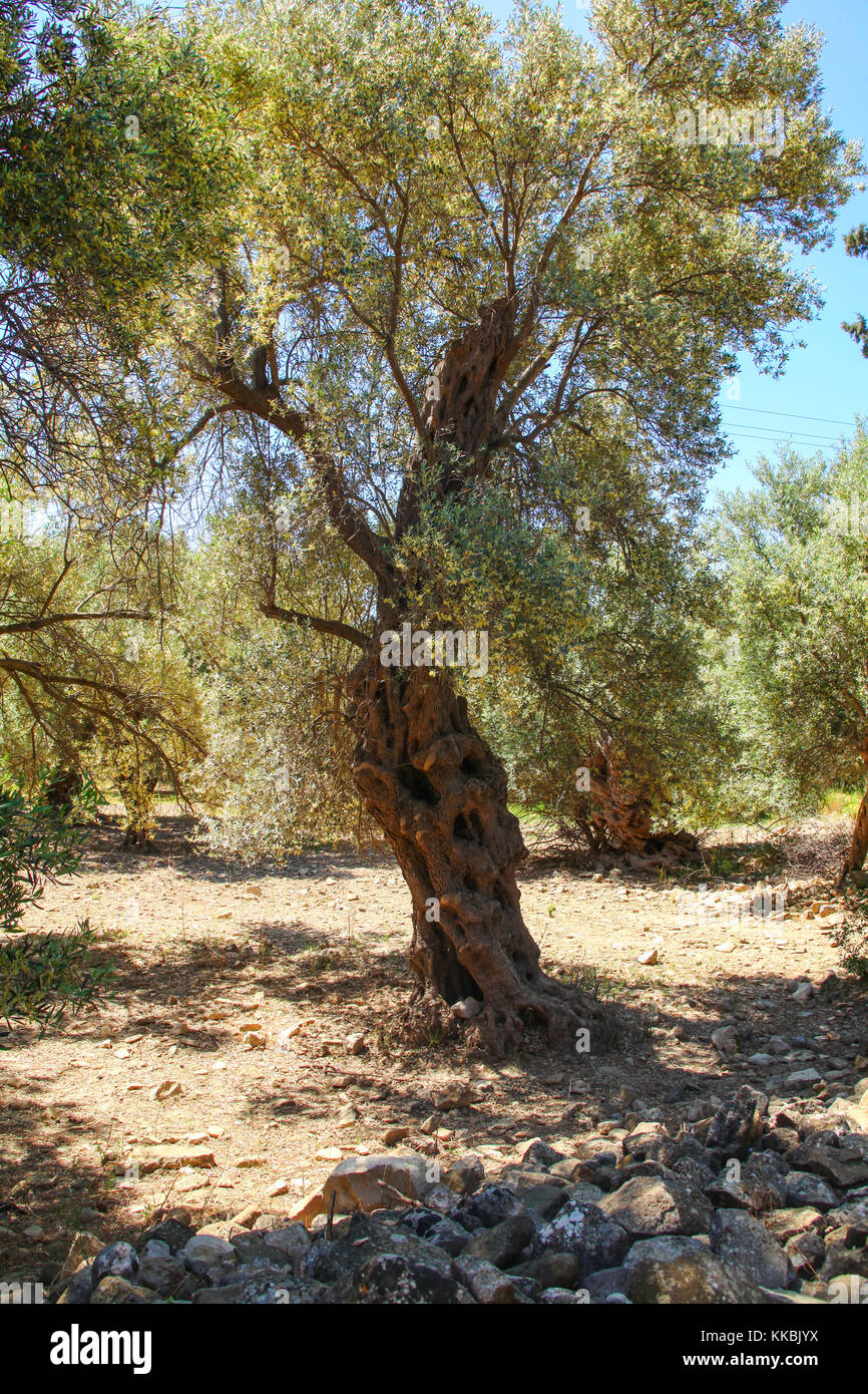 Olive tree in olive grove in Greece Stock Photo - Alamy