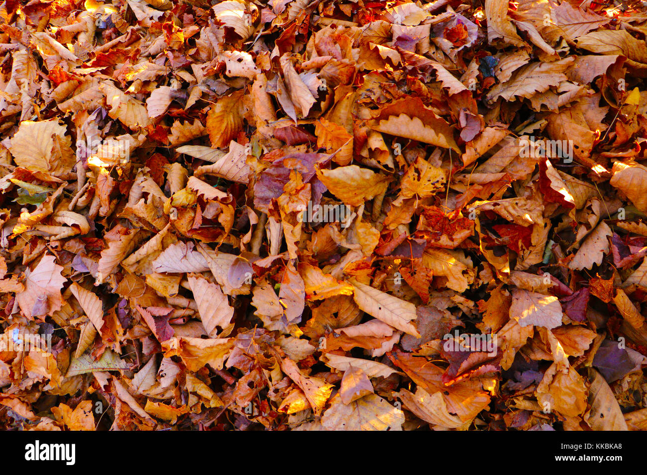 Colorful backround image of fallen autumn dry leaves, seasonal use ...