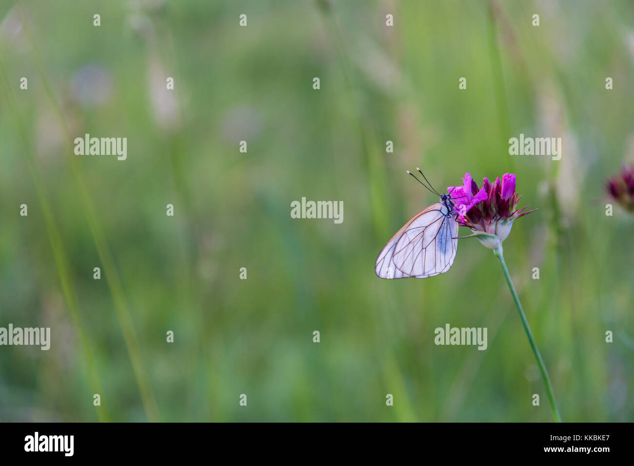 Carnation and butterfly hi-res stock photography and images - Alamy