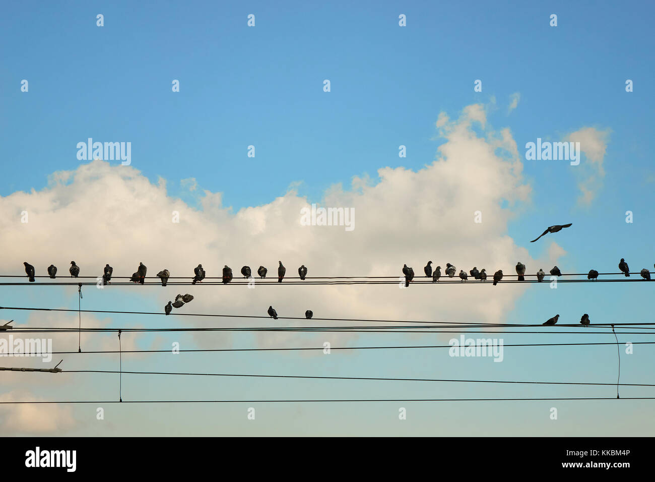 Group pigeons of sitting on wires Stock Photo - Alamy