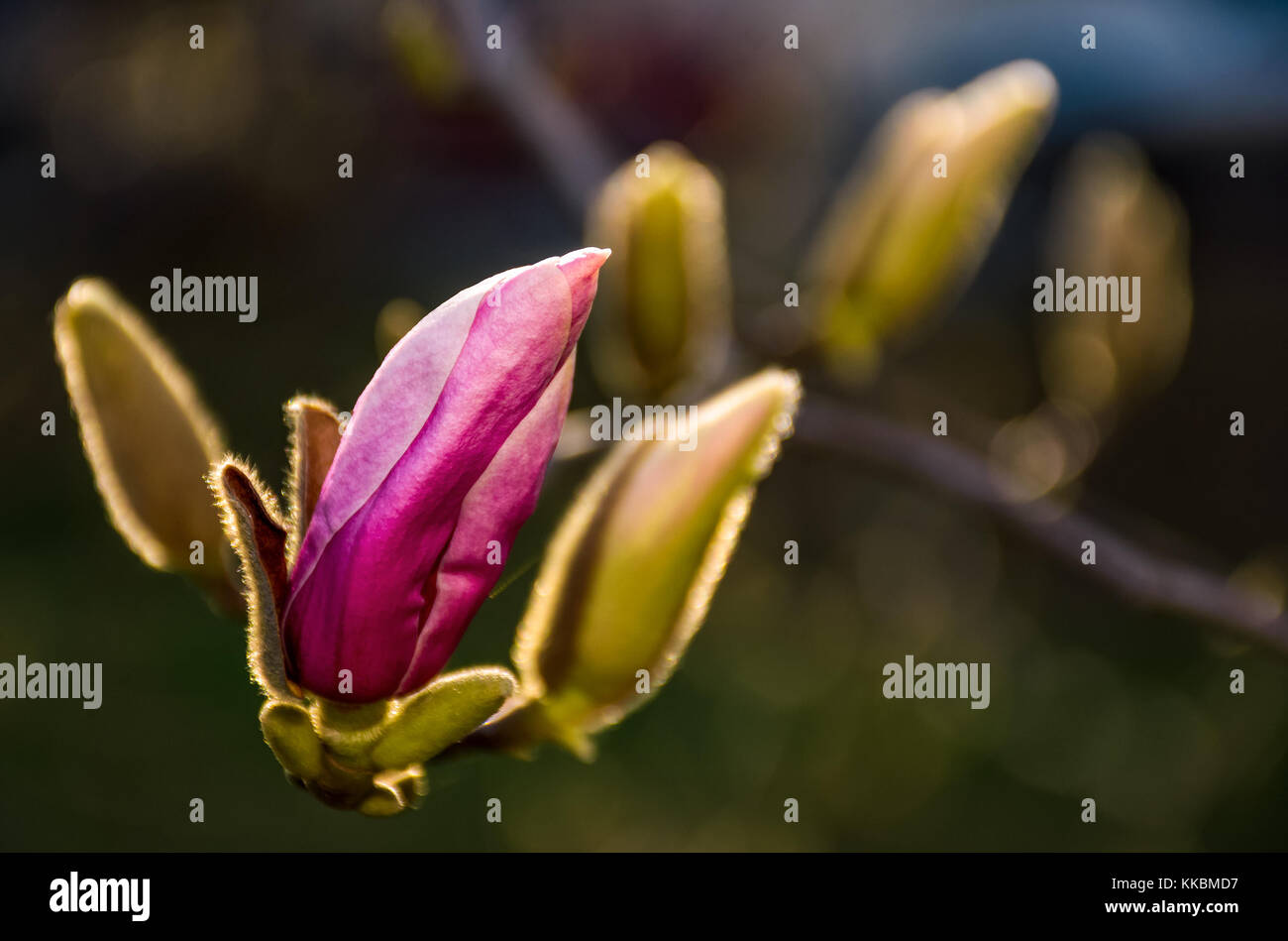 Magenta Magnolia flowers on a branch opening in springtime. beautiful ...
