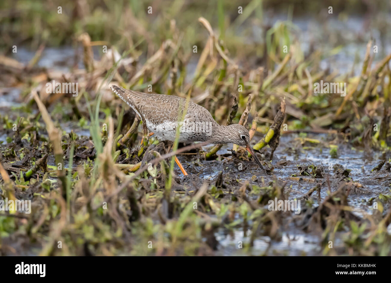 Redshank foraging for food in the springtime on marshland Stock Photo ...