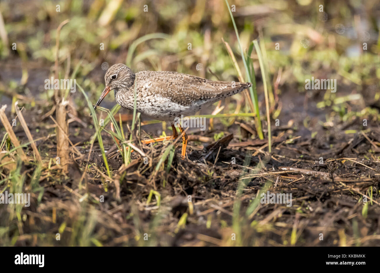 Redshank foraging for food in the springtime on marshland Stock Photo ...