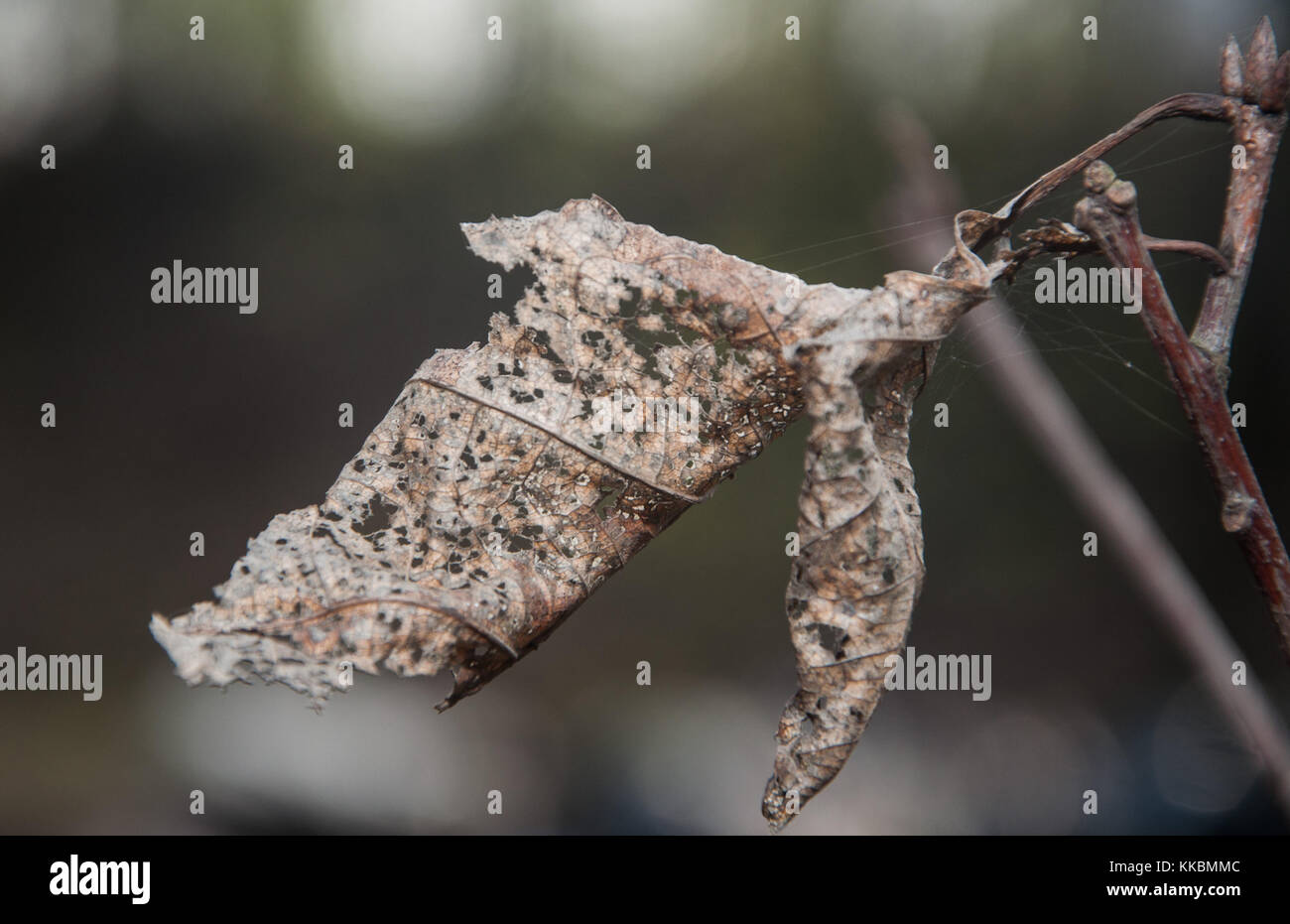 close up on old dying leaf on the tree Stock Photo - Alamy