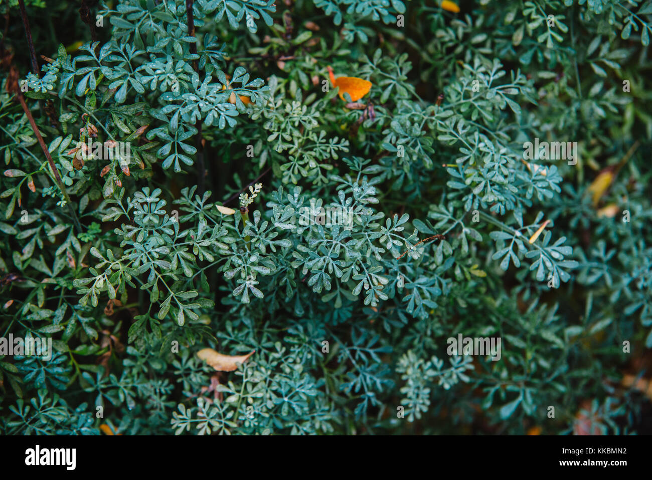 close up on ruta graveolens plant, top view Stock Photo - Alamy