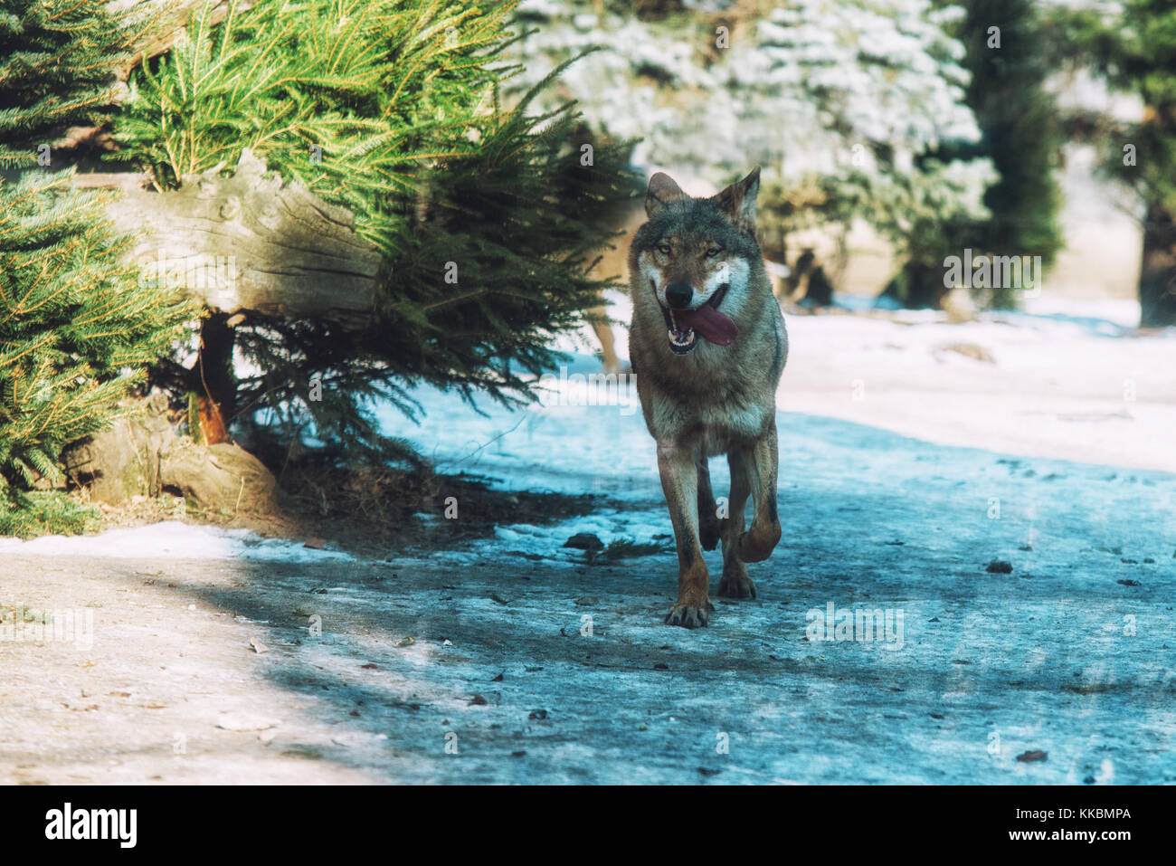close up on running wolf in the forest Stock Photo - Alamy